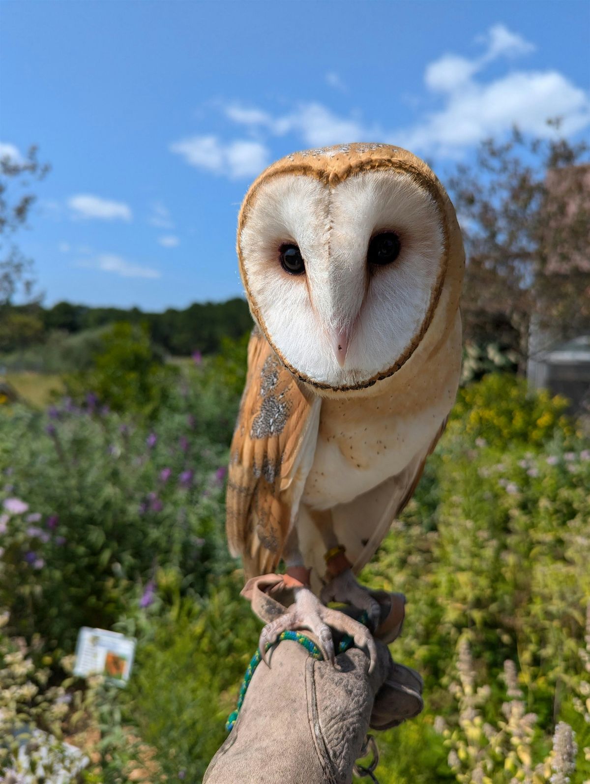 Winter Wiggles: Casper the Barn Owl w/ Megan, Tanglewood Nature Center ...