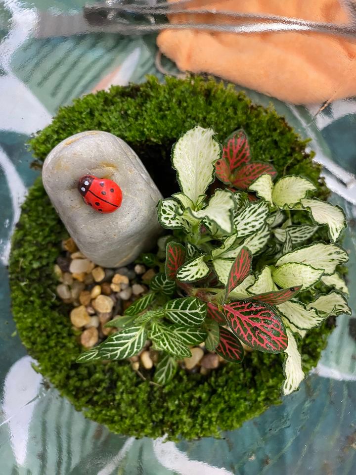 Terrarium Workshop Upgrade Available, The Carlisle Collective, Perth ...