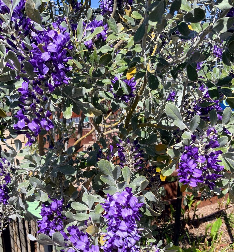 Insects in the Desert Garden and ask a Master Gardener, The University ...