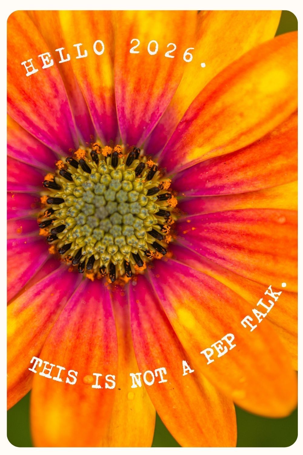 Circus Stella: Clever Critters & Company, Tarrytown Music Hall, 27 ...