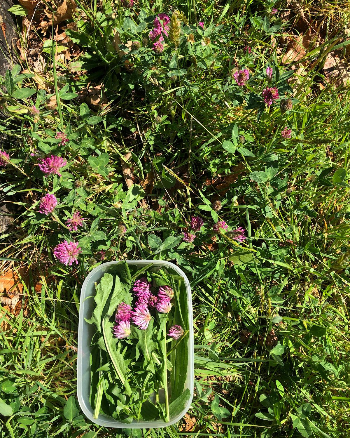 Healing Weeds : Foraging Walk at Purdown Open Space Bristol, Purdown ...