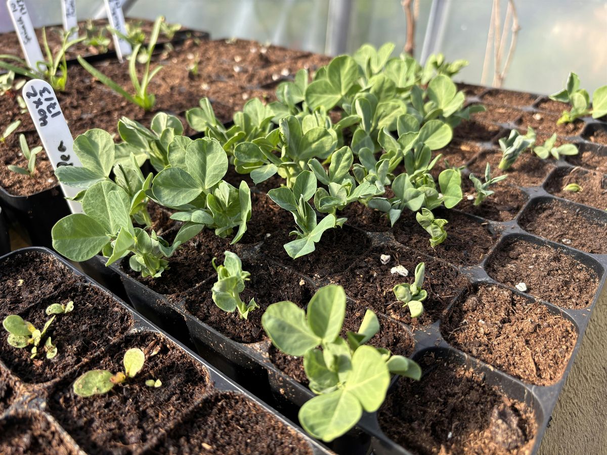 Fearn Free Food Garden Plants, Fearn Free Food Garden, Hill of Fearn ...