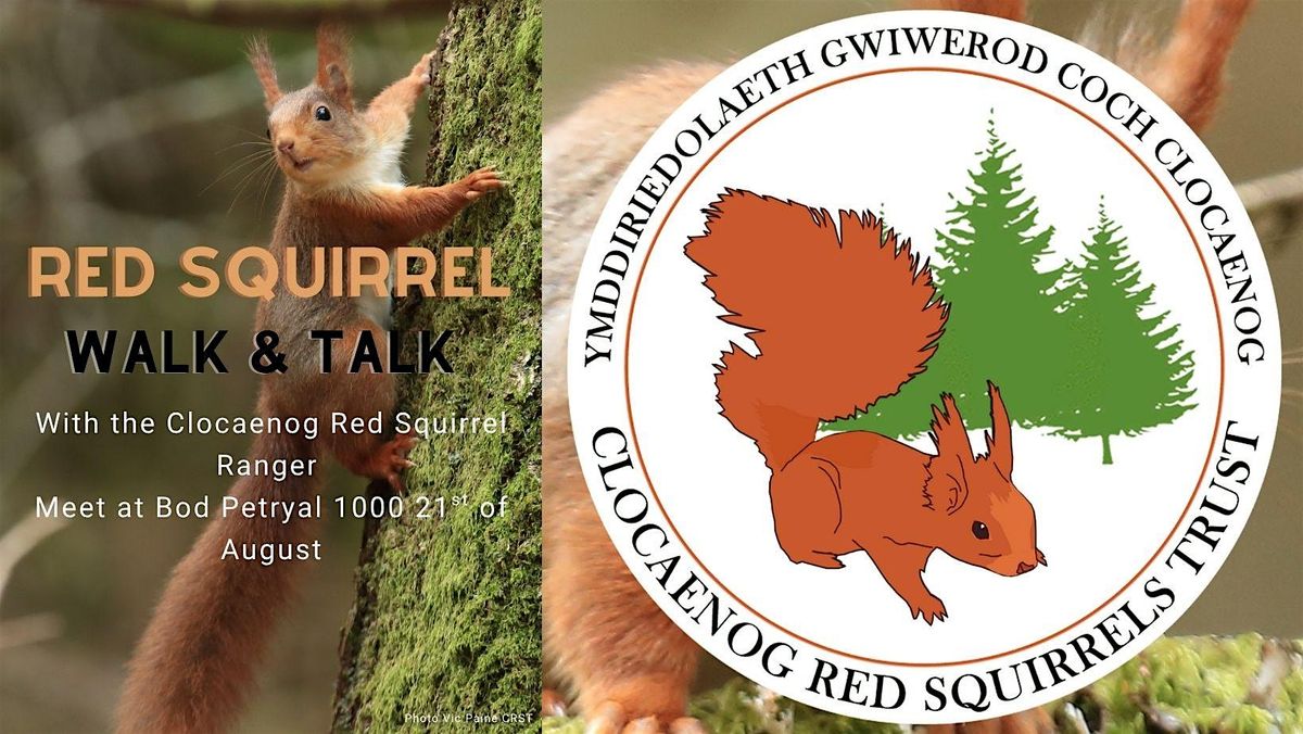 Red Squirrel Walk and Talk with the Ranger: Wiwerod Coch Crwydro a ...
