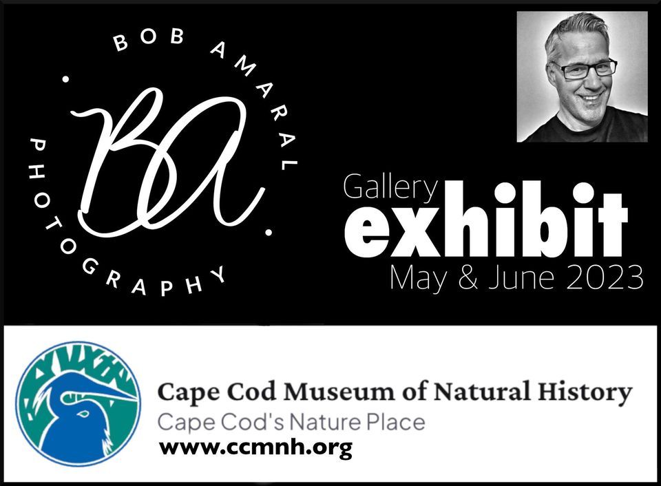 Exhibit At Cape Cod Museum Of National History June 2023 Cape Cod