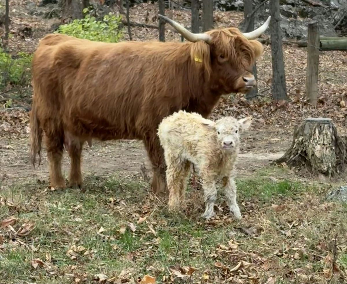 Highland Cow Meet and Greet, Honey Moon Apiary, LLC, Martinsburg, 22 ...
