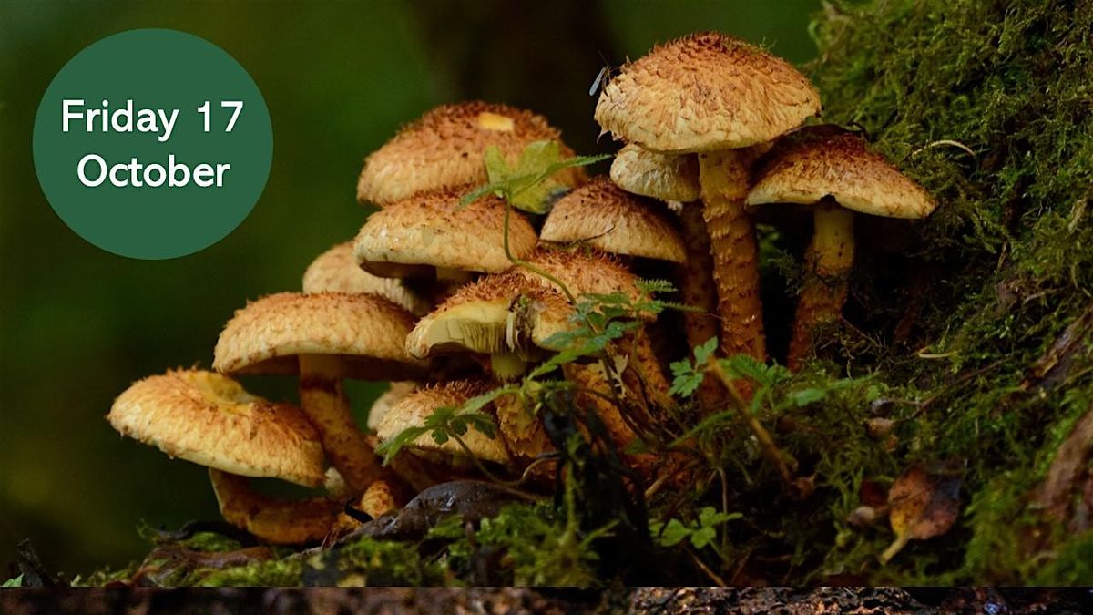 A Beginners Guide to Common Fungi, Gosforth Nature Reserve, 17 October ...
