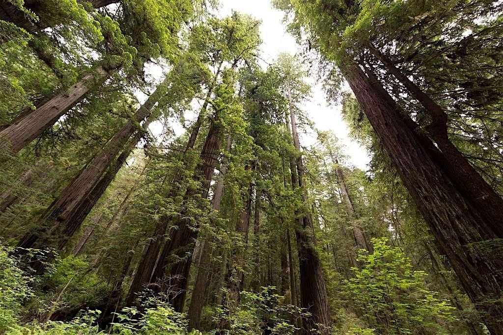 Springtime in the Redwoods, Jenner Headlands Preserve, 22 March 2025 ...
