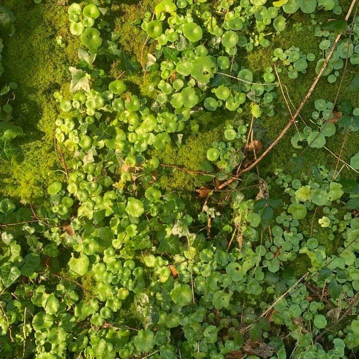 Estuary & Woodland Foraging Course, Wacker Quay, Torpoint, 23 March ...