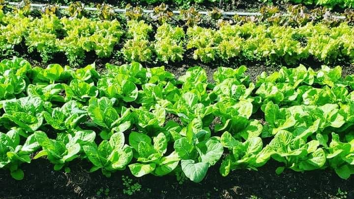NOBLE ROOTS FARM ALMOST SPRING PLANT SALE, 37927 County Road 439 ...
