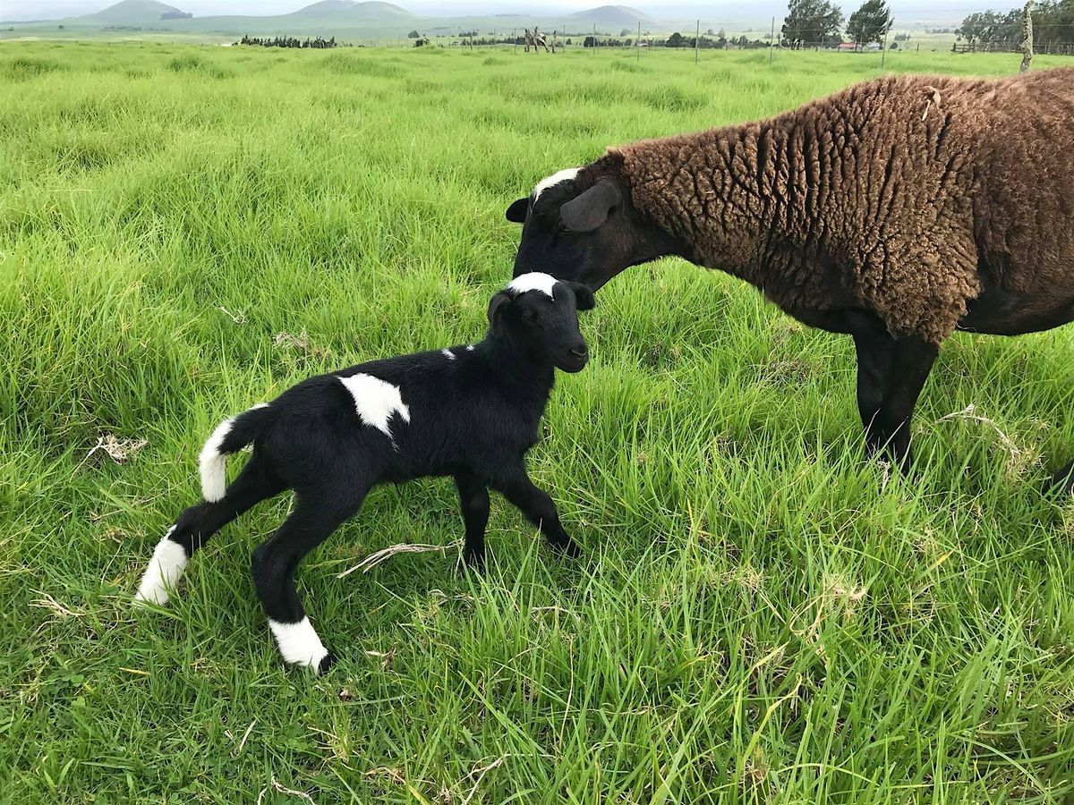 Small Ruminant Health 101, Parasite Management & First-Aid, Komohana ...