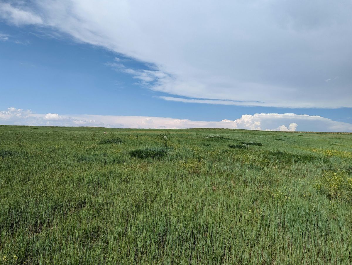 Stamped in Time: Leatherworking on the Prairie, Plains Conservation ...