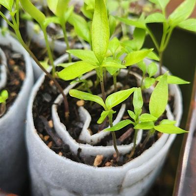 Sip and Seed: 3 Keys to Garden Success With Brandi Paterson, Britt's ...