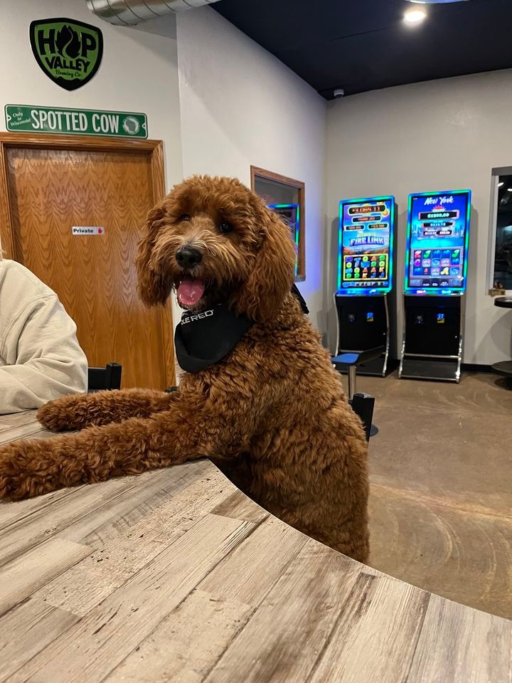 Board & Brush @ Bark & Brew, Bark & Brew, Green Bay, January 15 2024 | AllEvents.in