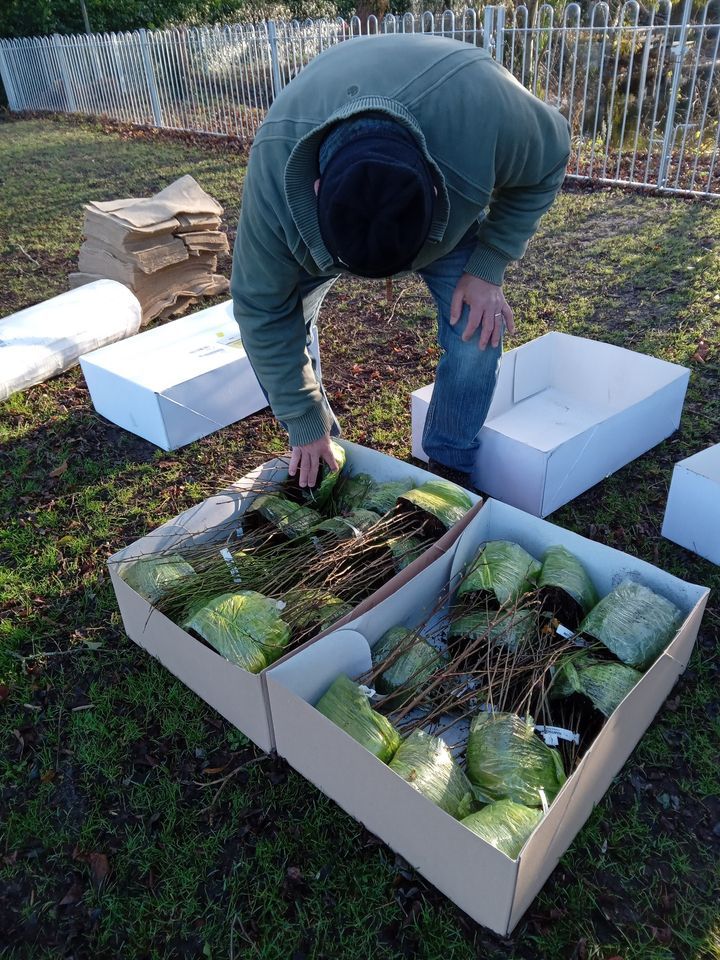 Free tree giveaway, Wendover Manor Waste, Aylesbury, February 17 2024 ...