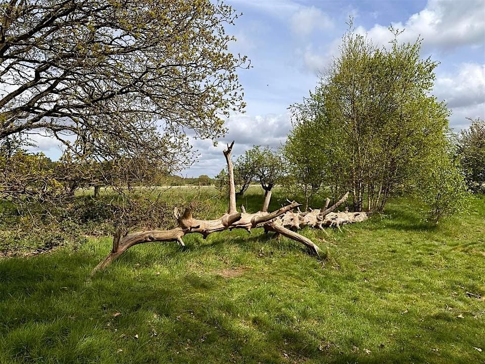 Forest Bathing at Owlett, Owlet Plantation, Blyton, 28 September 2025 ...