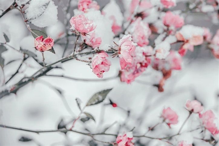 FESTIVAL OF ROSES, Burbank Auditorium, Santa Rosa, 14 December 2025 ...