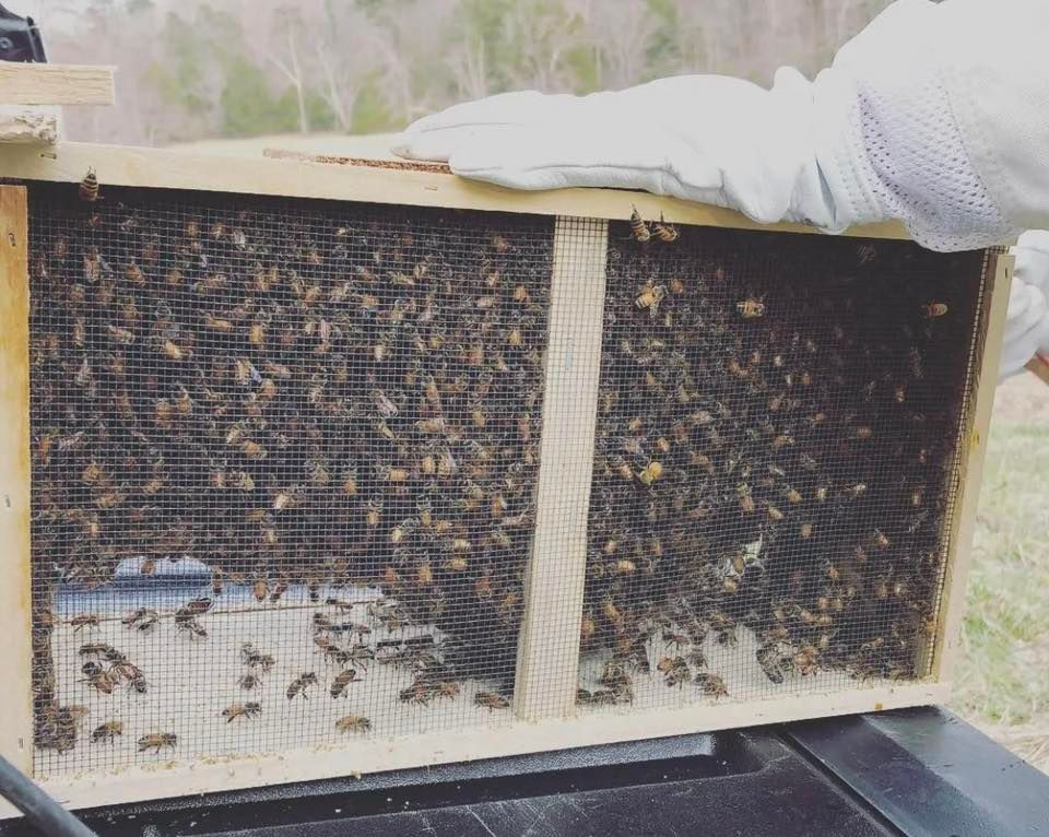 Package Honey Bee Pickup, Charlottesville, 1 April 2023 | AllEvents.in