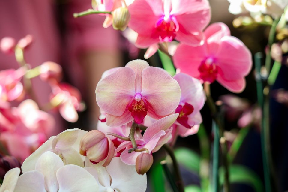Orchid Daze: Reflections in Bloom, Atlanta Botanical Garden, 20 ...