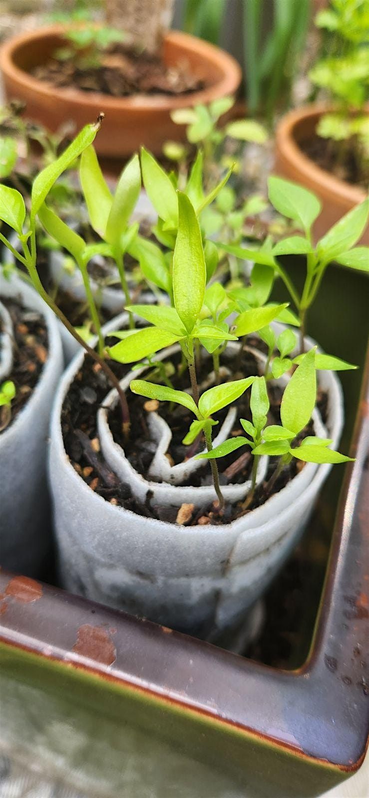 Sip and Seed: 3 Keys to Garden Success With Brandi Paterson, Britt's ...