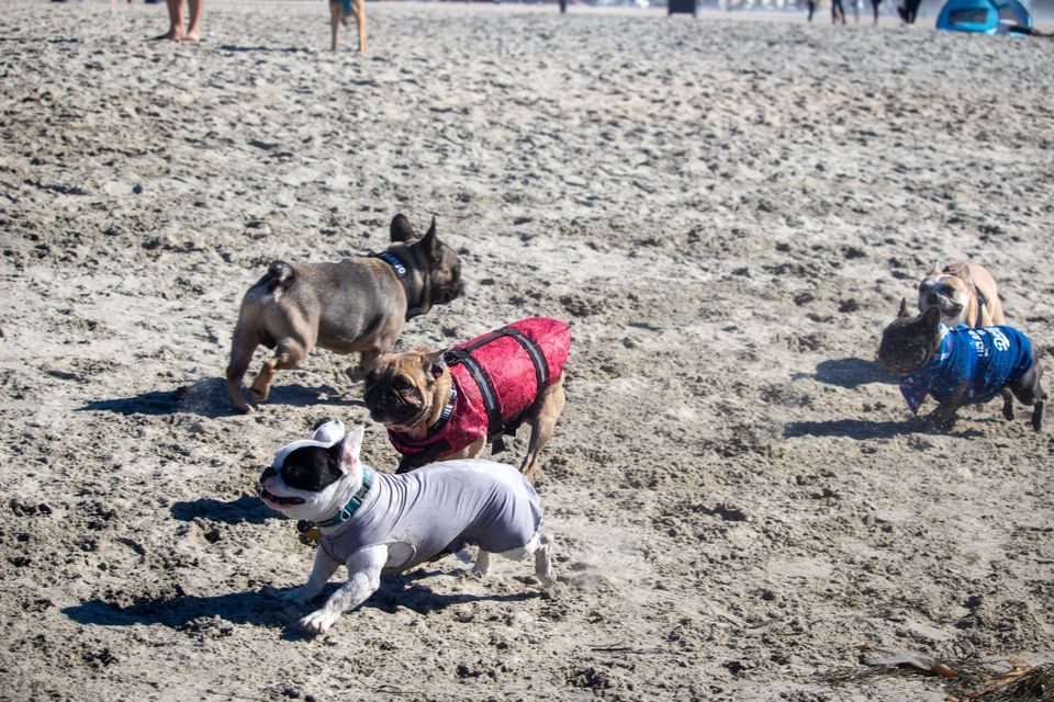 Frenchie Meetup with the French Beachdogs!, Rosie's Dog Beach, Long ...