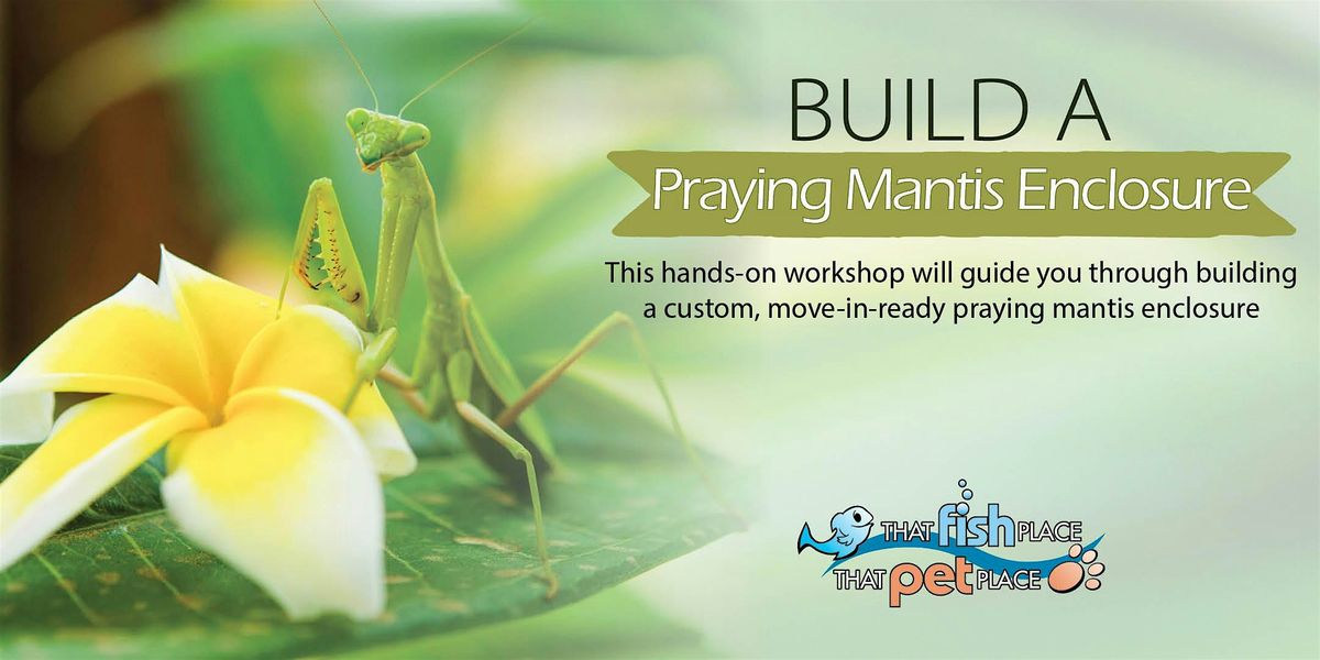 Build a Praying Mantis Enclosure, That Fish Place - That Pet Place ...