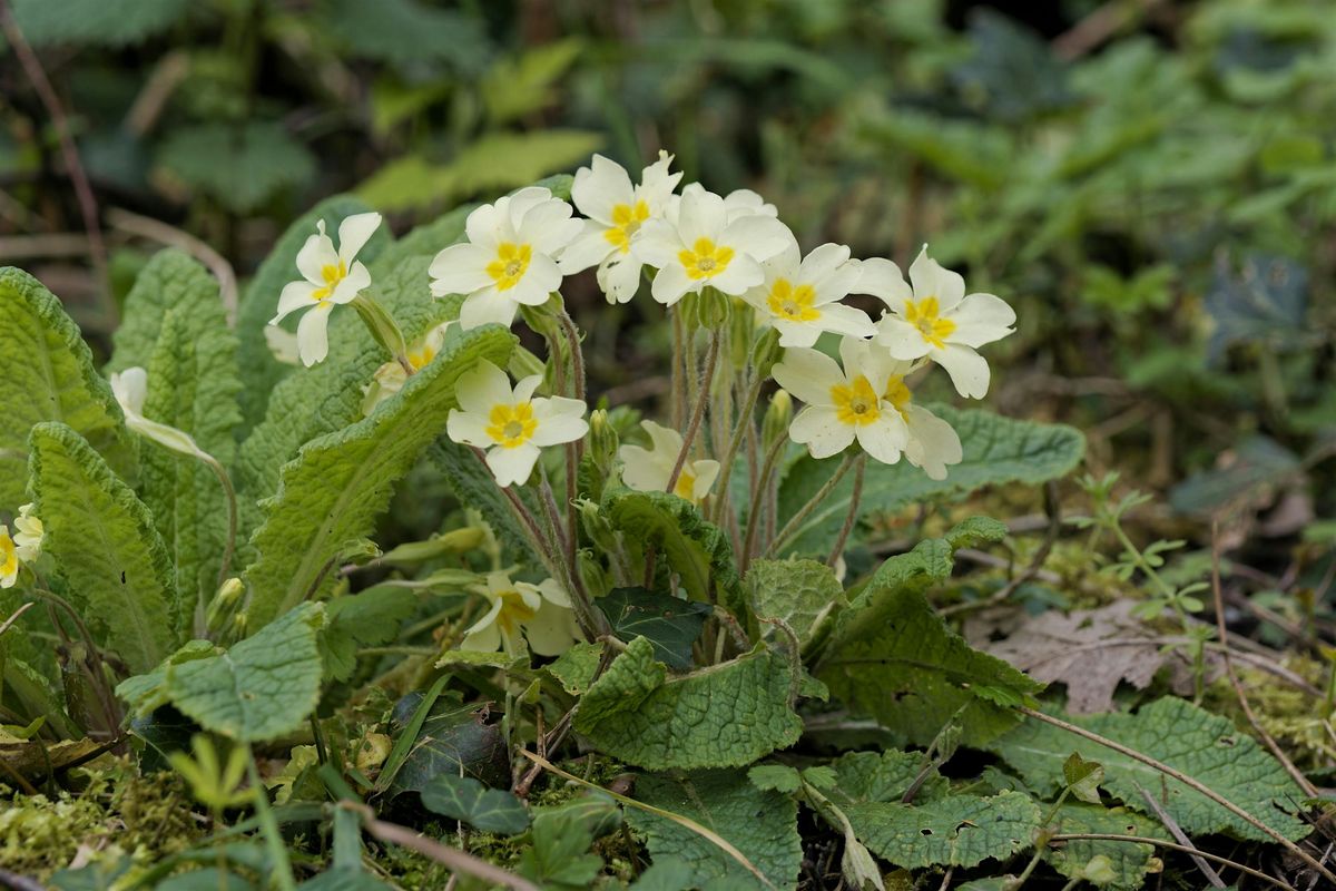 Penwythnos Garddio ar gyfer Bywyd Gwyllt / Gardening for Wildlife ...