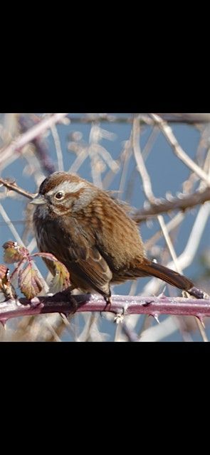 Birding at Millicoma Marsh, Millicoma Middle School, Coos Bay, 12 April ...