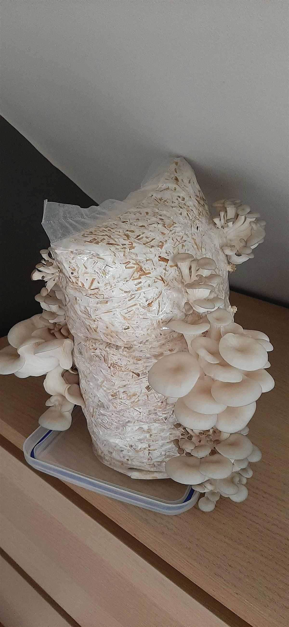Grow your own oyster mushrooms, Blackhaugh Community Farm, Spittalfield ...