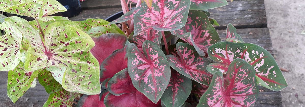 Growing Caladiums with companion plants, Bert J Harris Agricultural ...