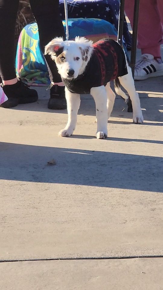 Free Rabies, FVRCP and Parvo/Distemper Vaccine Clinic, 2400 E Vickery ...