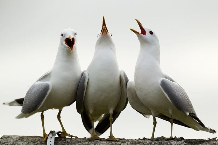 Johnny Wheels and the Swamp Donkeys at Snug Harbor, Snug Harbor Bar ...