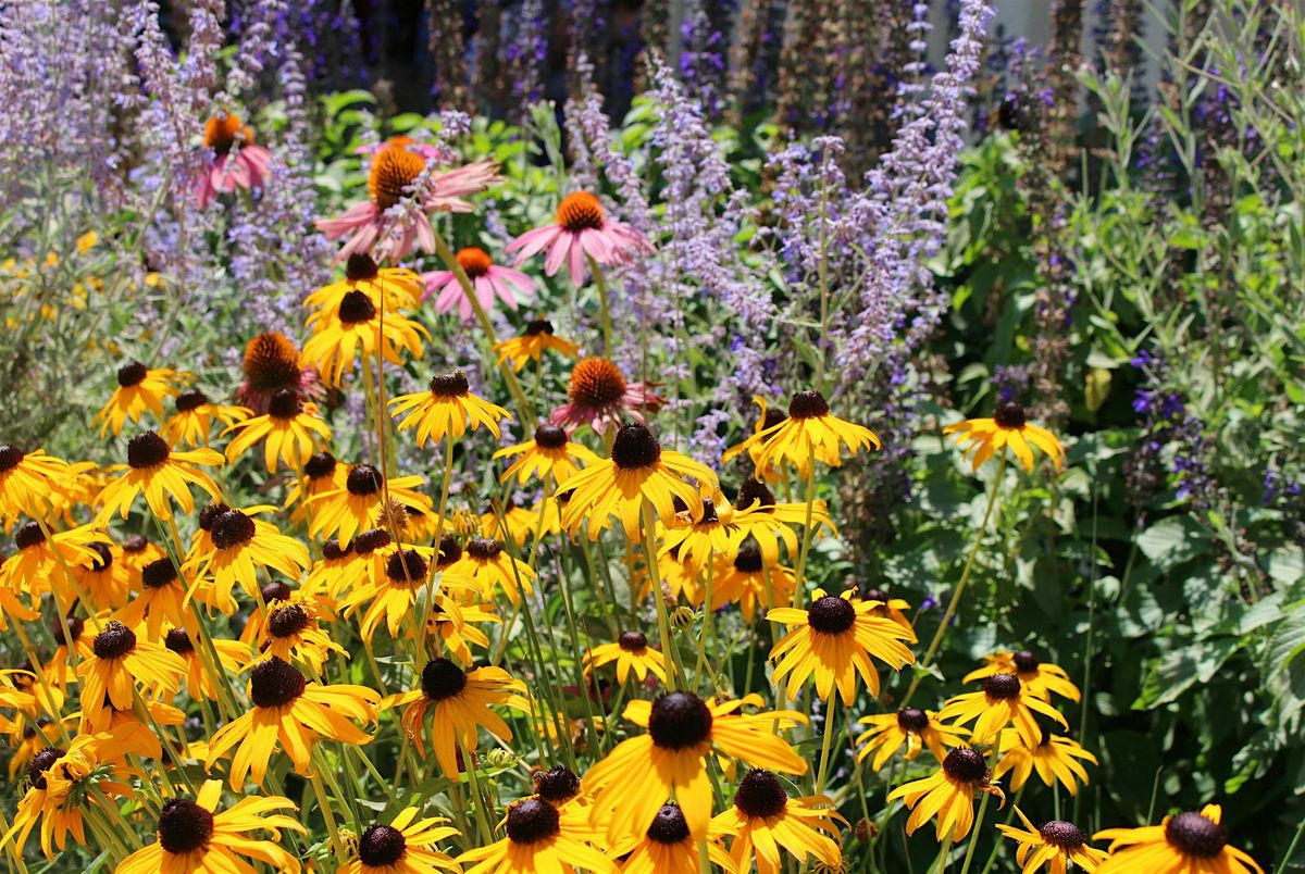 Landscaping with Native Wildflowers in Georgia, Gwinnett County Public ...