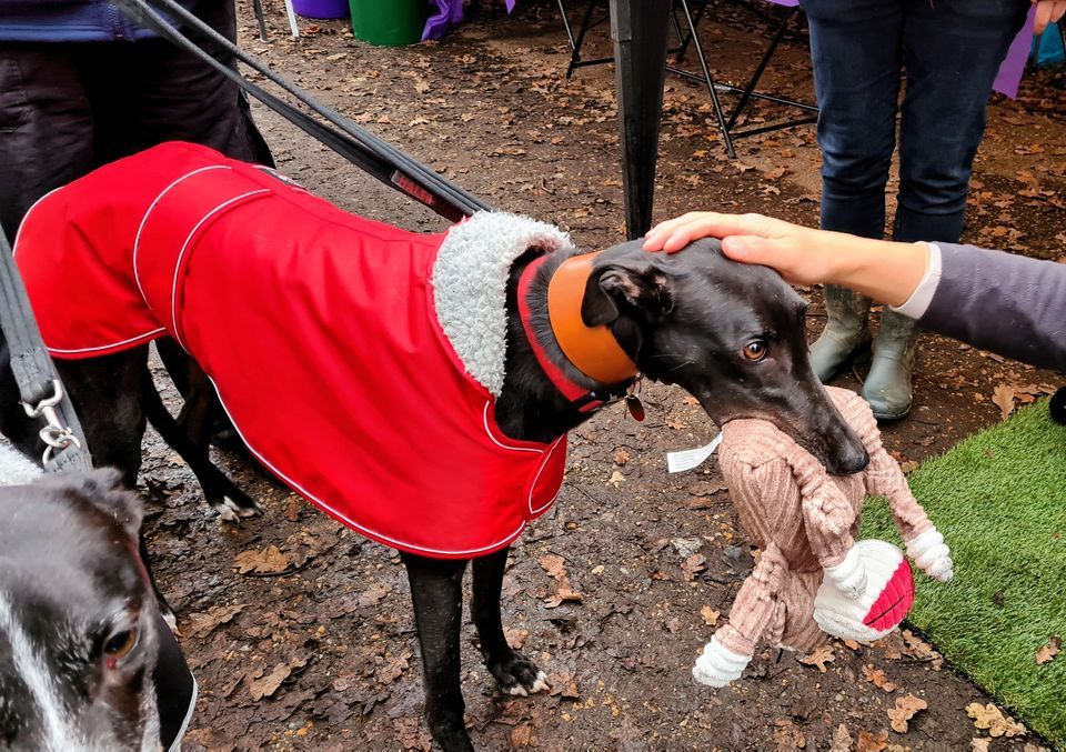 WGW Christmas Party 2023, Wimbledon Greyhound Welfare, West Molesey, 2 ...
