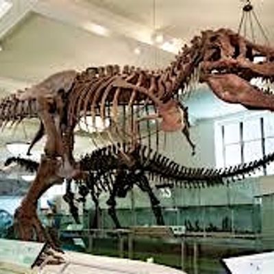 Museum Of Natural History Scavenger Hunt, 445 Columbus Ave, New York ...