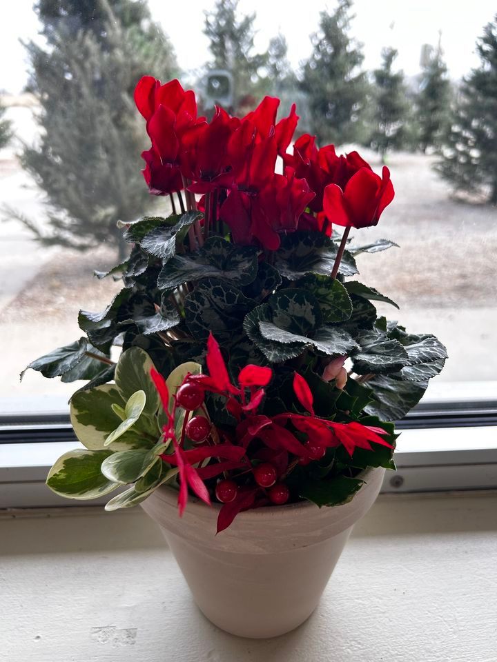 Indoor Holiday Planter Make & Take, Earl May Garden Center (Des Moines ...