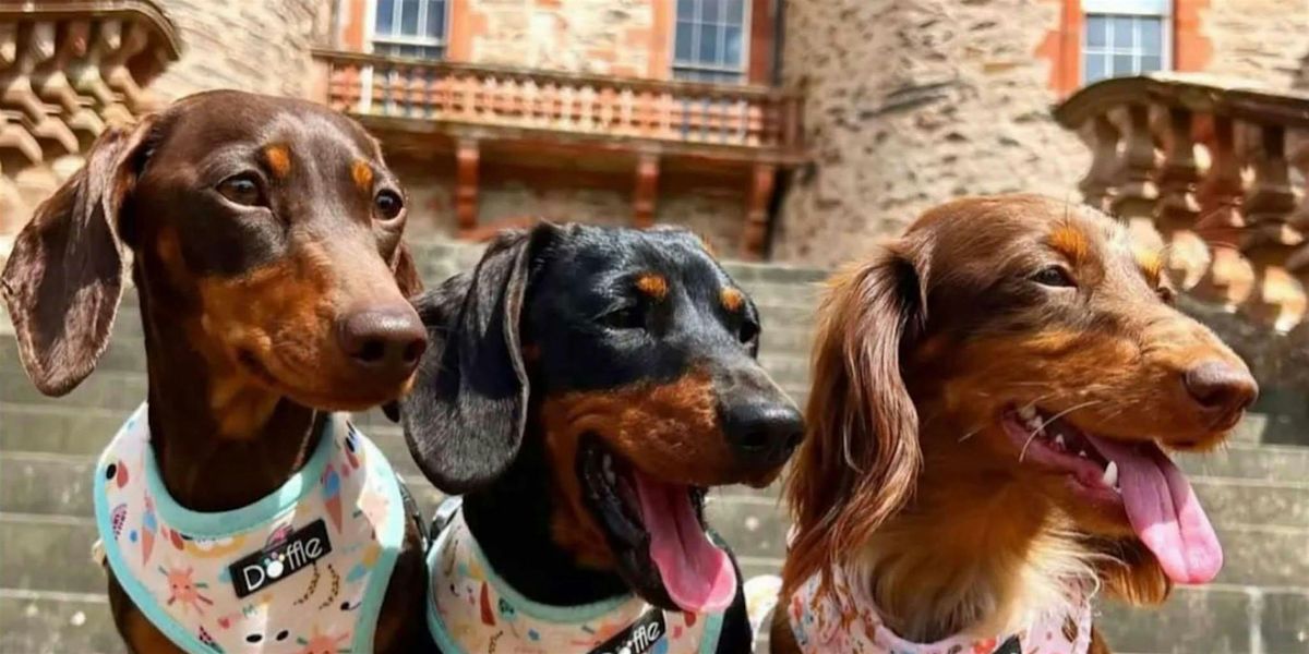 Scottish Dachshund Fun day, Thirlestane Castle, Lauder, 11 May 2025 ...
