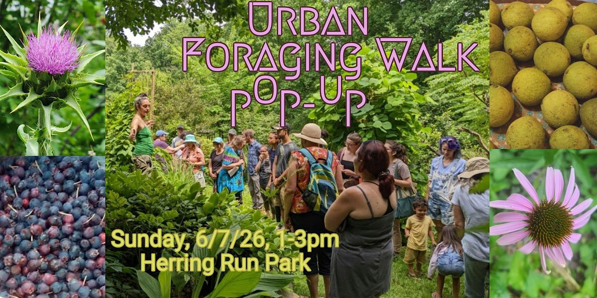 Pop-Up Urban Foraging Walk, 2801 Chesterfield Ave, Baltimore, 7 June ...