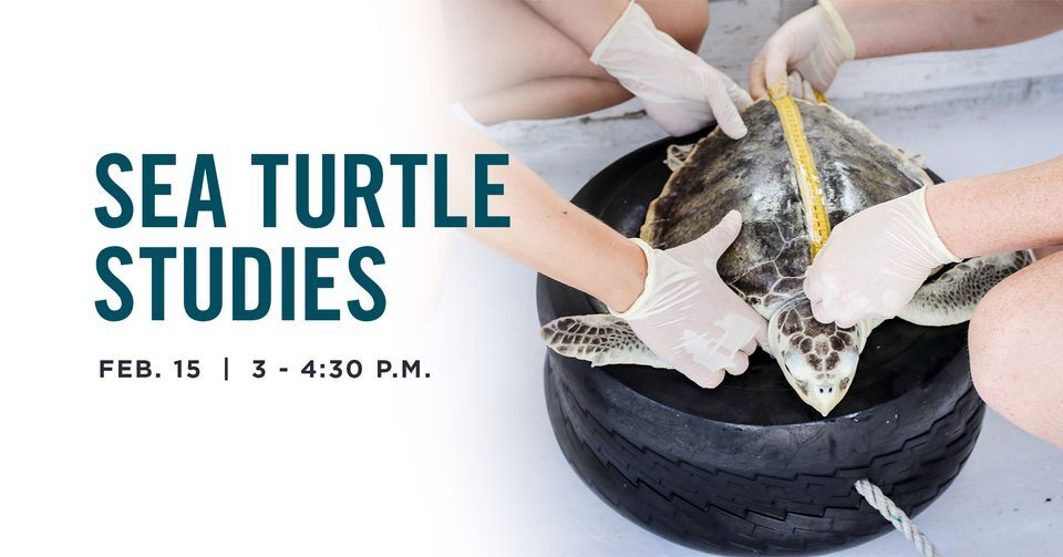 Sea Turtle Studies, UGA Marine Education Center and Aquarium, Savannah ...