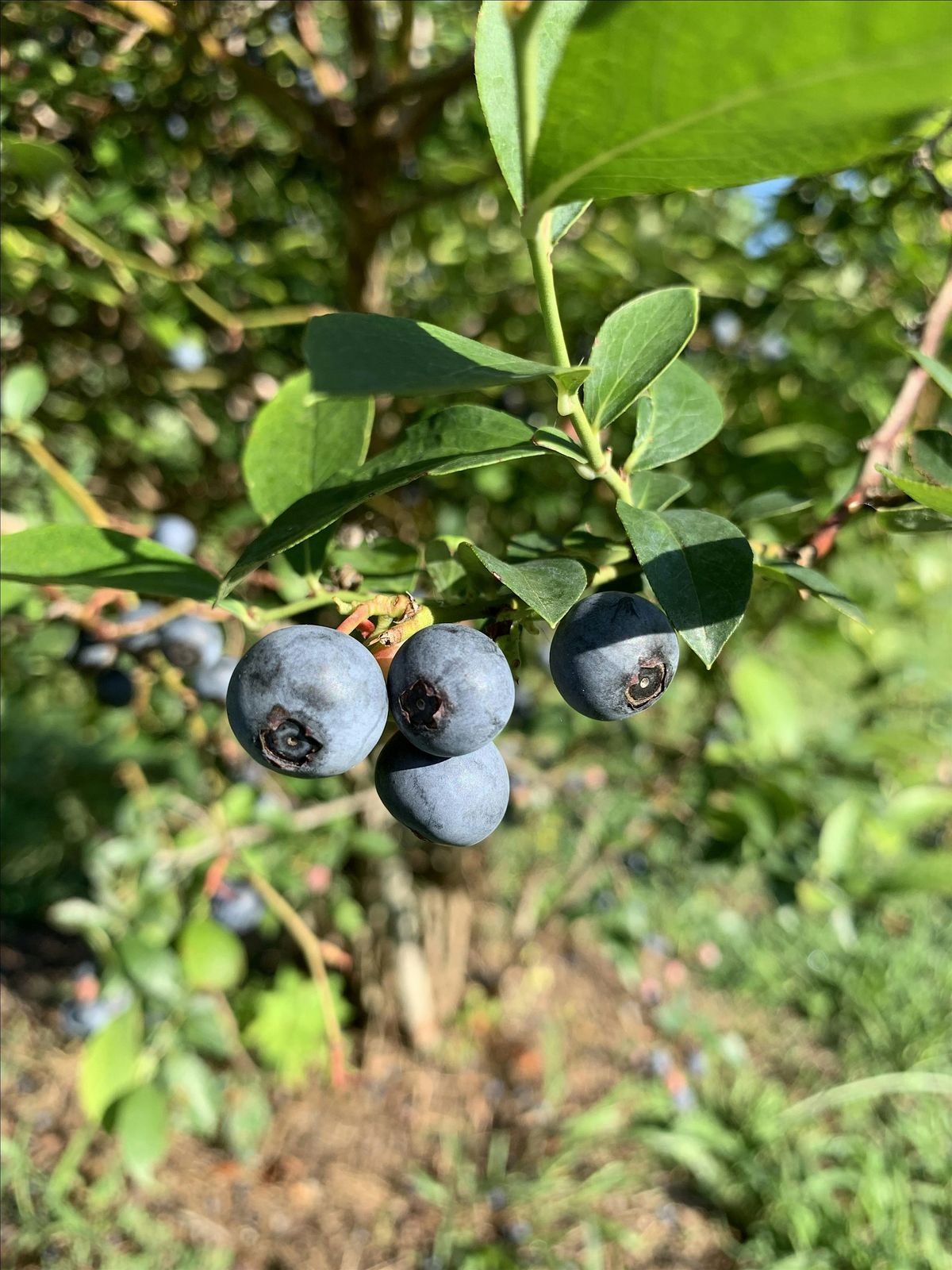 Berry Success: Learn To Grow Blueberries From a Pro!, 3320 County Line ...