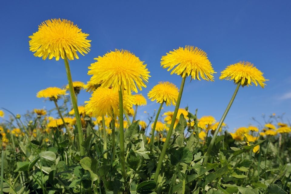 Garden Story & Craft Time: Daffodils & Dandelions, 2400 S Scenic Ave ...