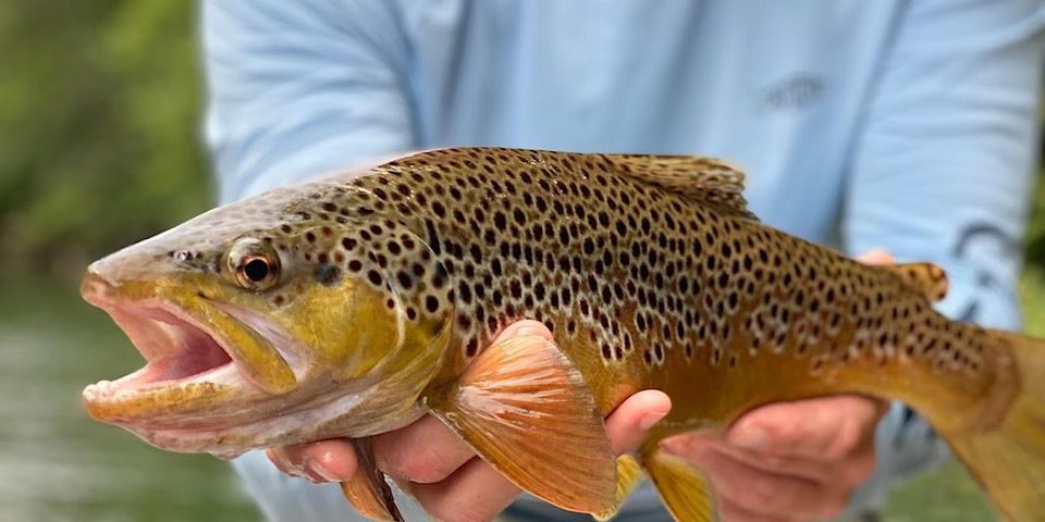 Alleghany Highlands Fly Fishing Presentation, Great Outdoor Provision ...