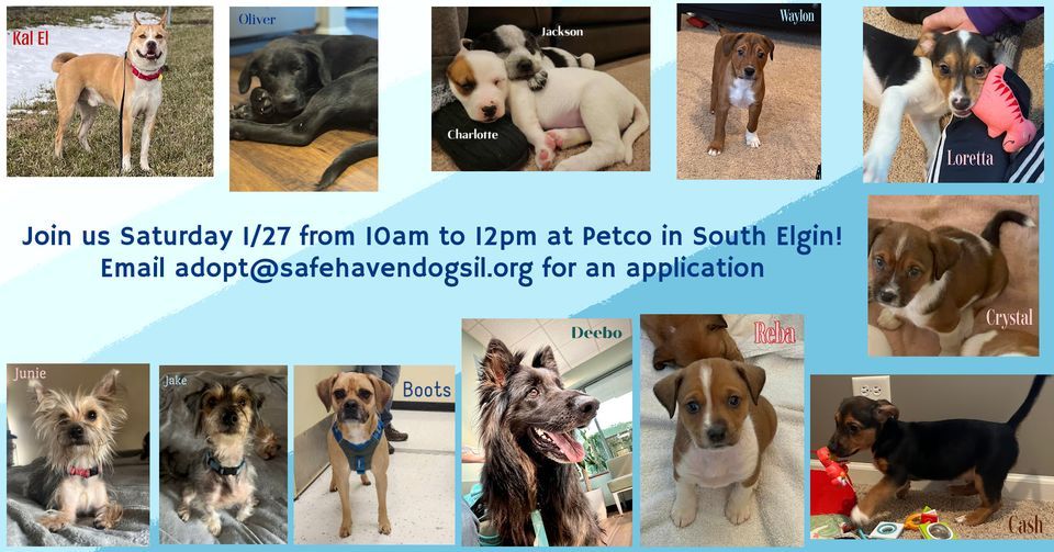 Puppy and Dog Adoption Event!, Petco (South Elgin), 27 January 2024 ...
