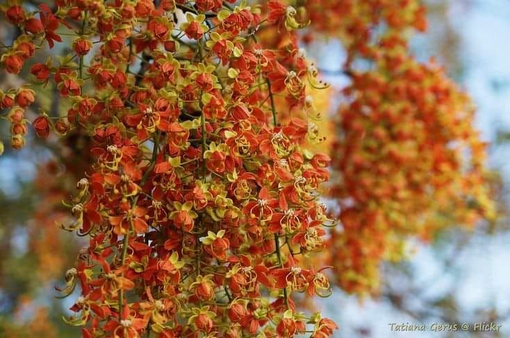 Free Walk & Talk - Dry Rainforest Plants of SEQ , Lake Apex, Gatton ...