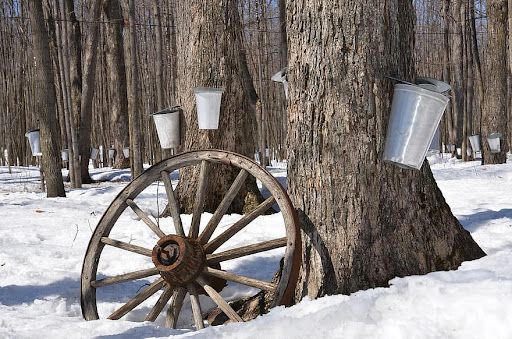 WWC Maple Syrup Days - Community Day, Wittenbach Wege Center ...