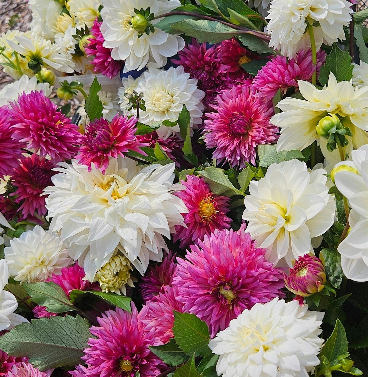 Dahlia Daze, Dividing your dahlias for spring planting and starting ...