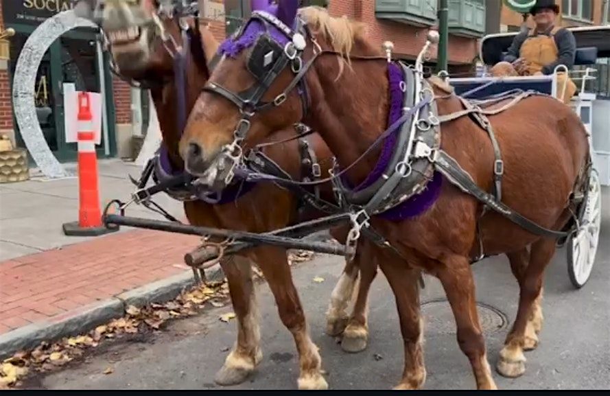 LM Social Holiday Horse & Carriage Rides, 238 W Jefferson St, Syracuse ...