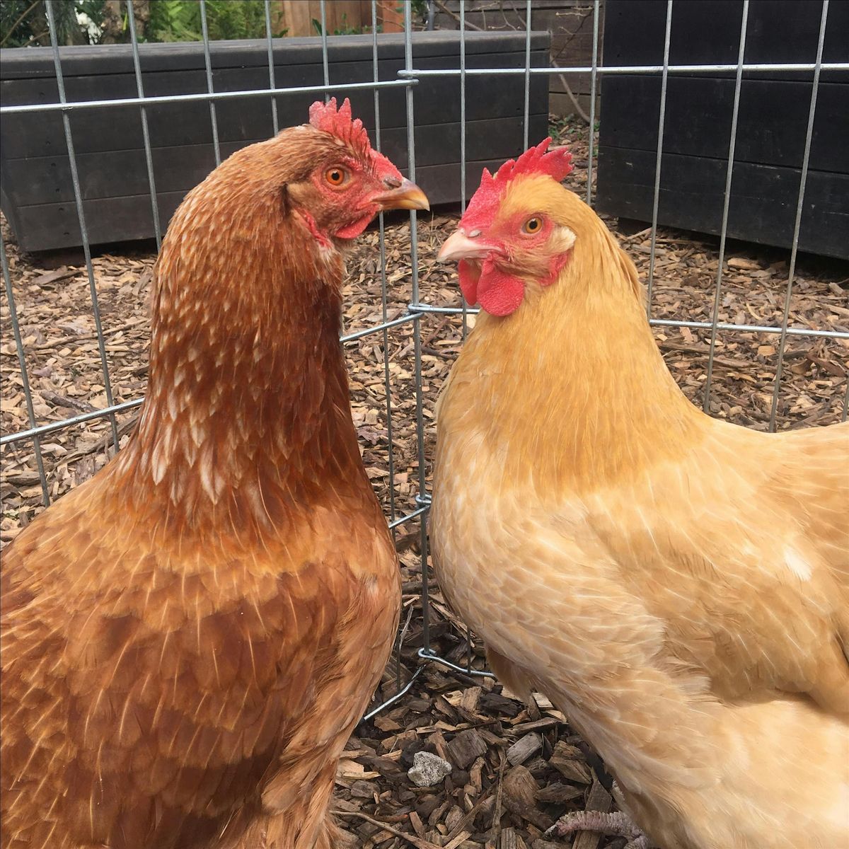 Urban Chickens, Garden for the Environment, San Francisco, 3 May 2025 ...