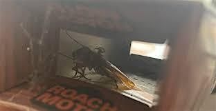 BCTR PLAY LAB: How to Trap a Cockroach by Isabel Mehta, The Brooklyn ...