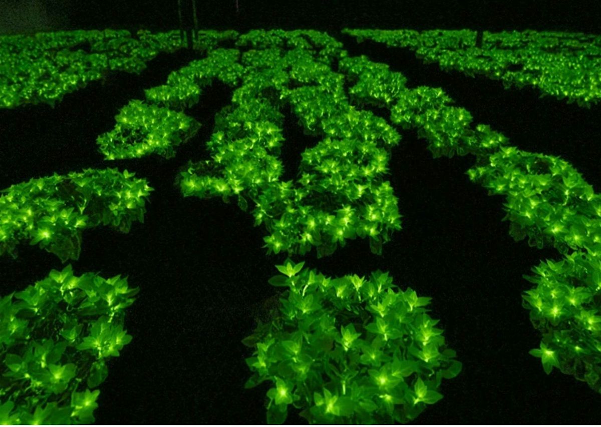 Unveil the Magic: Exclusive Presale of Glow in the Dark Firefly ...