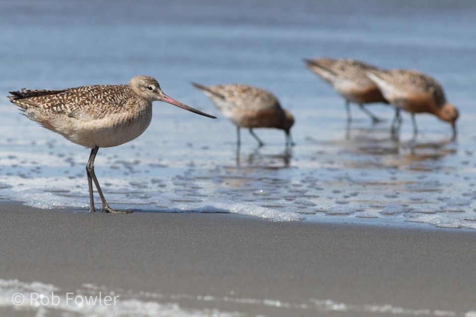 Godwit Days Spring Migration Bird Festival ~ April 13-16, 2023, Arcata ...